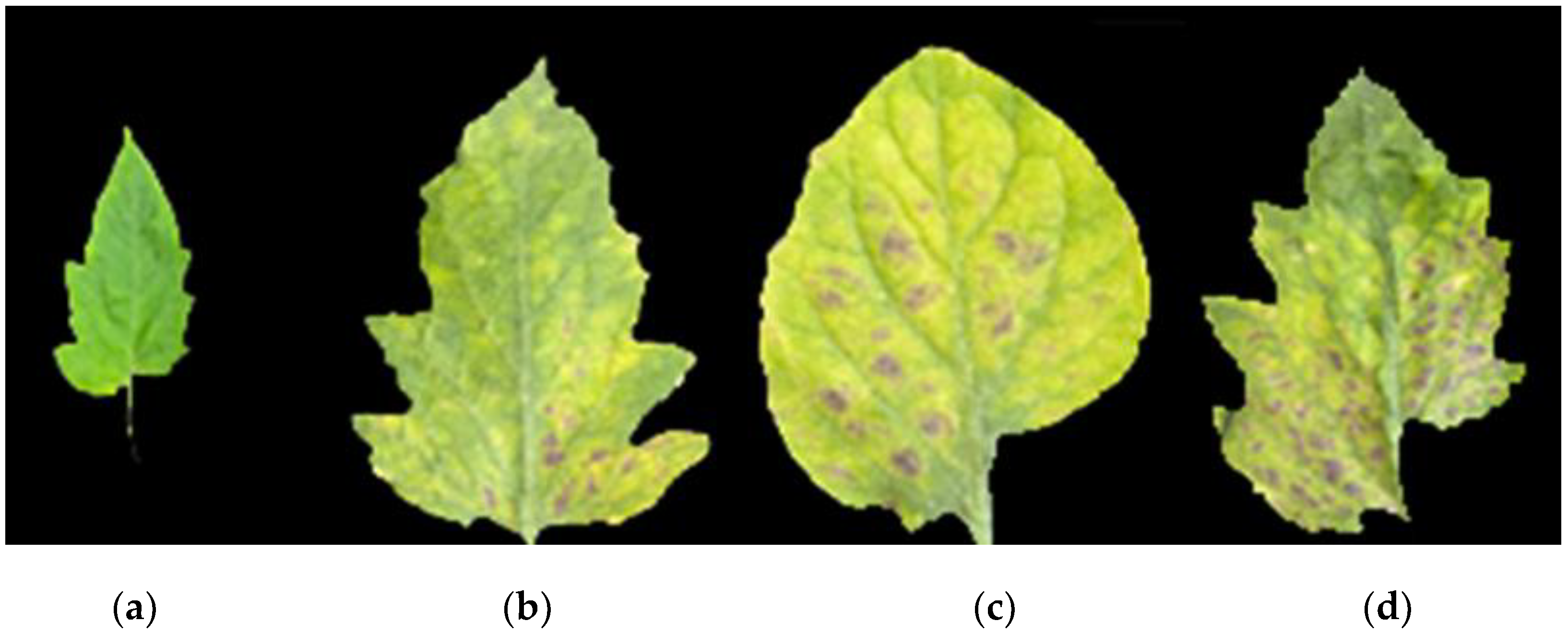 Detection Method for Tomato Leaf Mildew Based on Hyperspectral Fusion Terahertz Technology