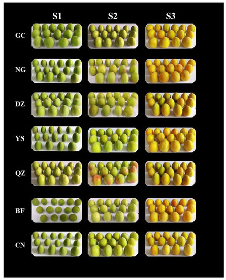 Evaluation of Dynamic Changes and Regularity of Volatile Flavor ...
