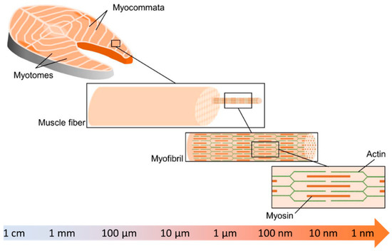 Production of Fish Analogues from Plant Proteins: Potential Strategies ...
