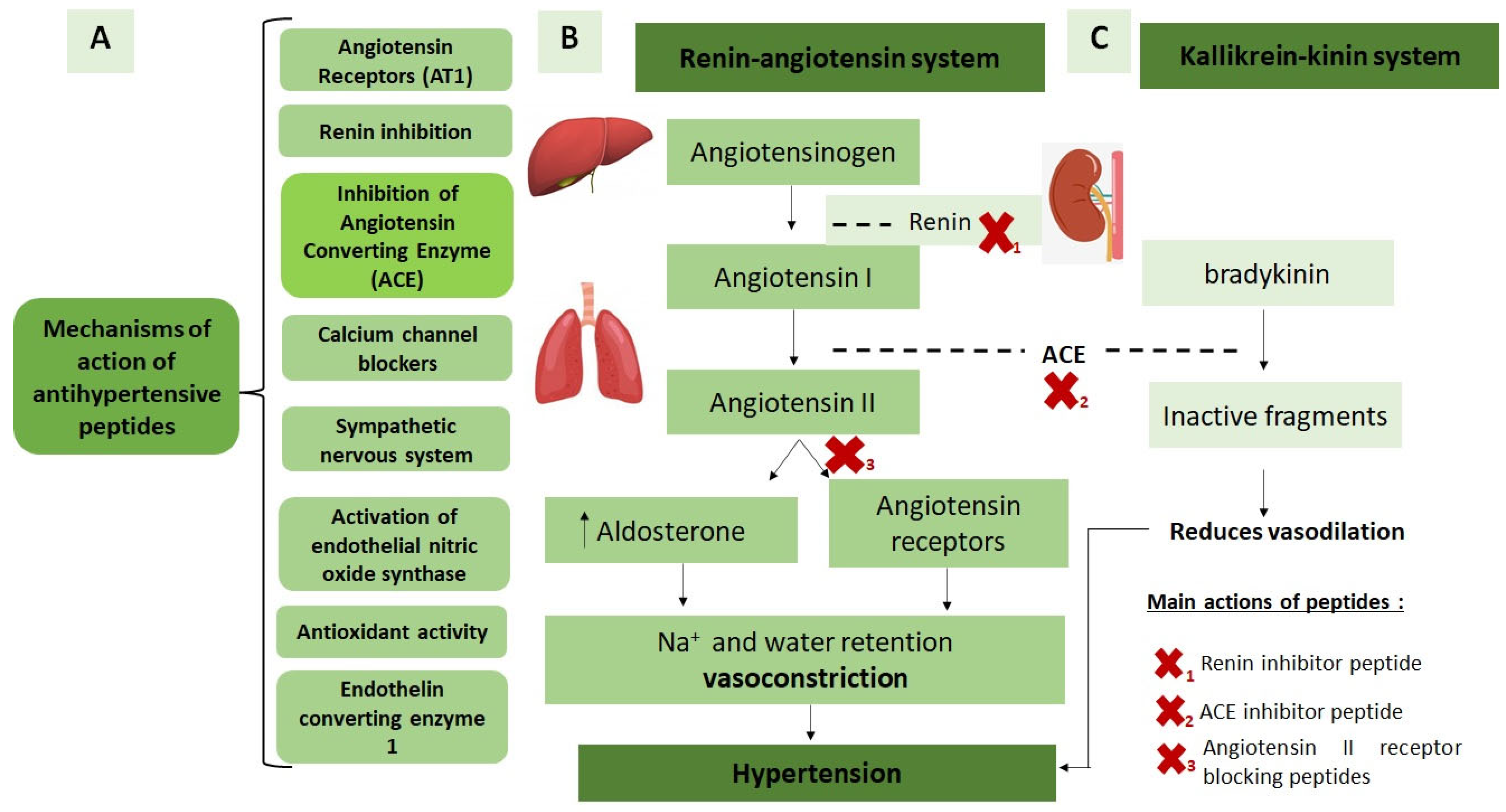 Potential Application of High Hydrostatic Pressure on the Production of ...