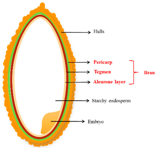 Extraction, Structural Characterization, Biological Functions, and ...