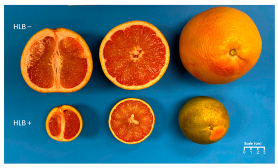 Effect of Huanglongbing on the Volatile Organic Compound Profile of ...