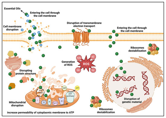 Advances in the Role and Mechanisms of Essential Oils and Plant ...