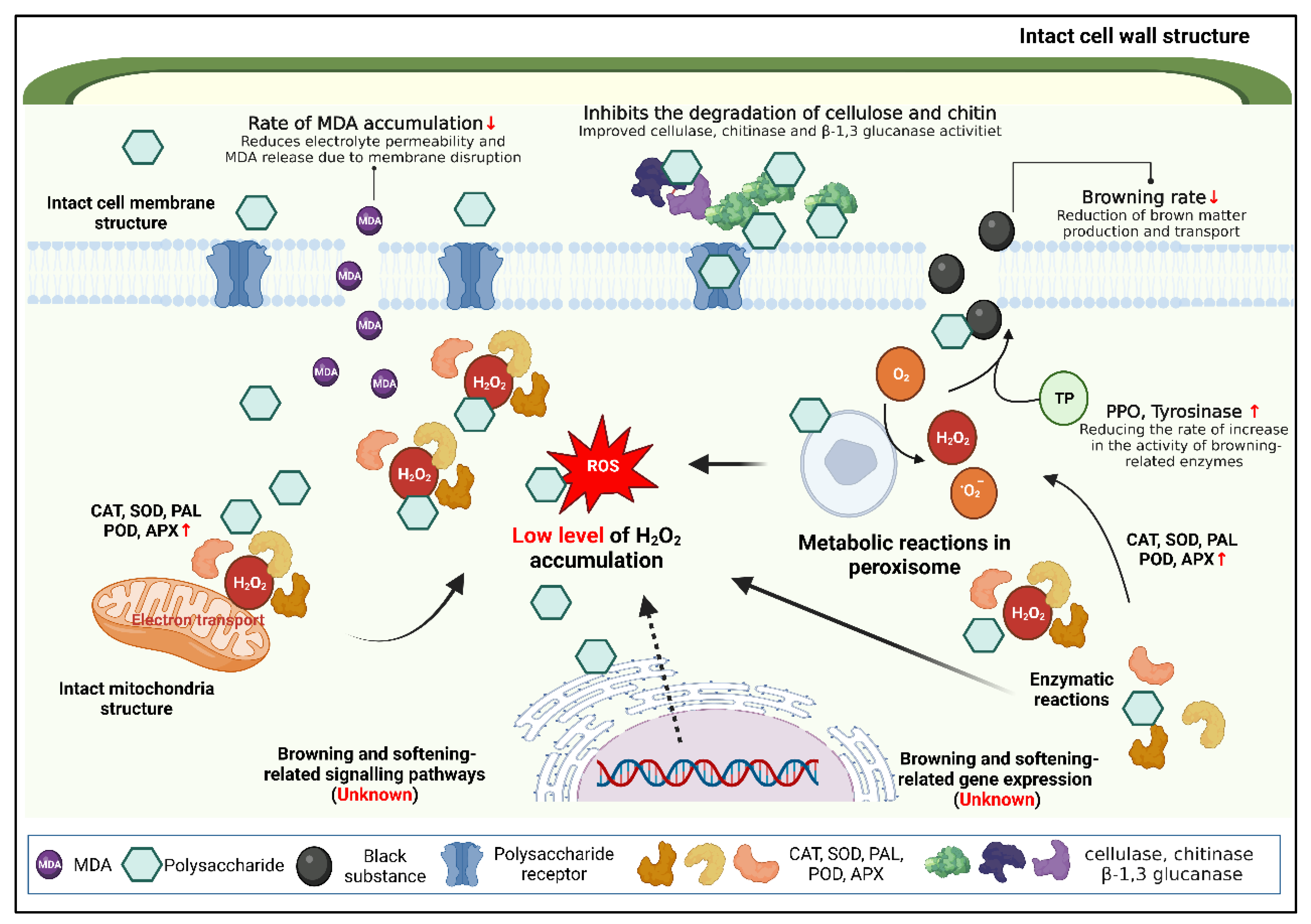 Advances in the Role and Mechanisms of Essential Oils and Plant ...