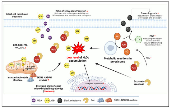 Advances in the Role and Mechanisms of Essential Oils and Plant ...