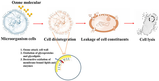 The Use of Ozone Technology to Control Microorganism Growth, Enhance Food Safety and Extend ...