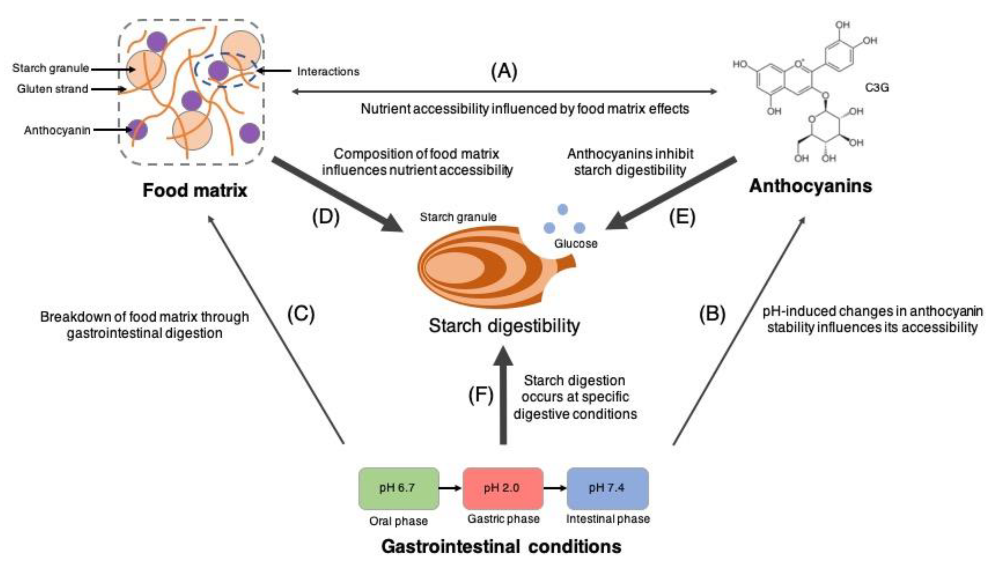 Impact of Starch-Rich Food Matrices on Black Rice Anthocyanin ...