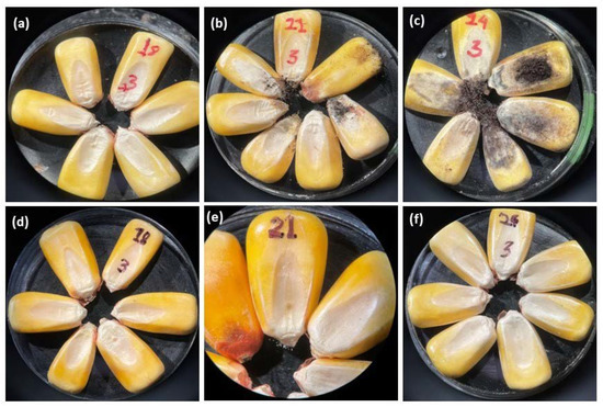 Short-Term Hermetic Storage of Wet Maize and Its Effect on Quality