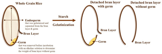 Dietary Fibre Impacts the Texture of Cooked Whole Grain Rice
