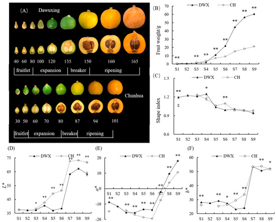 Organic Acid Accumulation and Associated Dynamic Changes in Enzyme ...