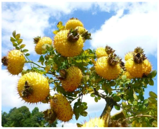 Recent Advances on Main Active Ingredients, Pharmacological Activities ...