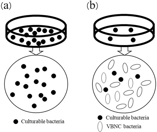 Current Perspectives on Viable but Non-Culturable Foodborne Pathogenic Bacteria: A Review