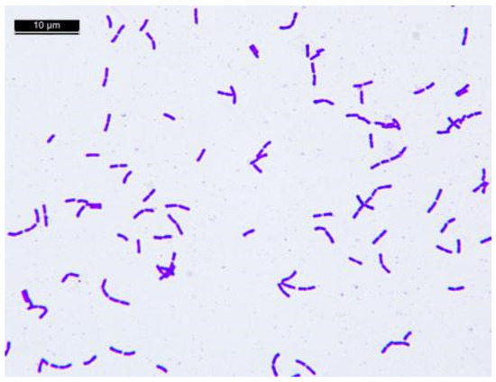Rapid Detection of the Activity of Lacticaseibacillus Casei Zhang by ...
