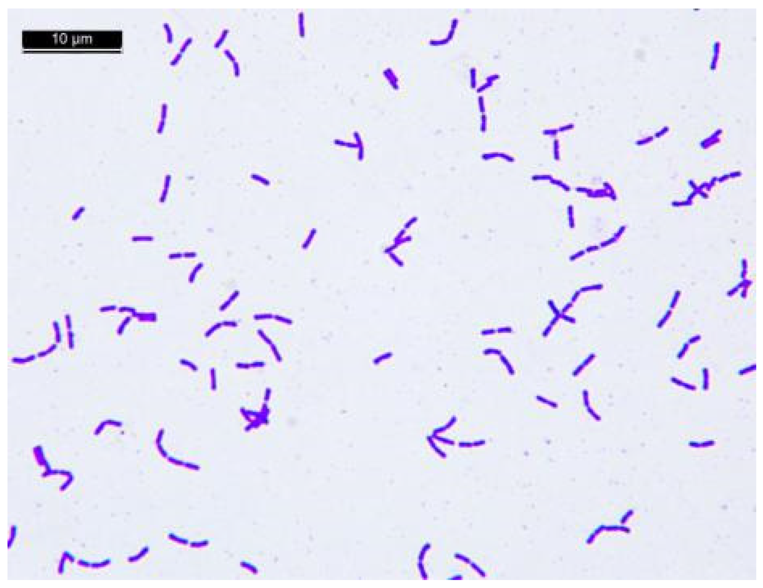 What Is Gram Stain
