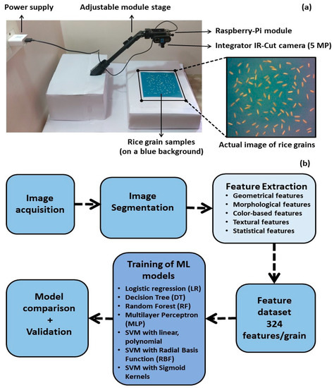 Foods | Free Full-Text | An Automated Image Processing Module for Quality Evaluation of Milled Rice