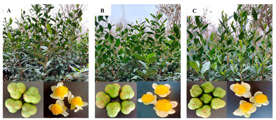 Metabolic Variations among Three New Tea Varieties Cultivated in ...