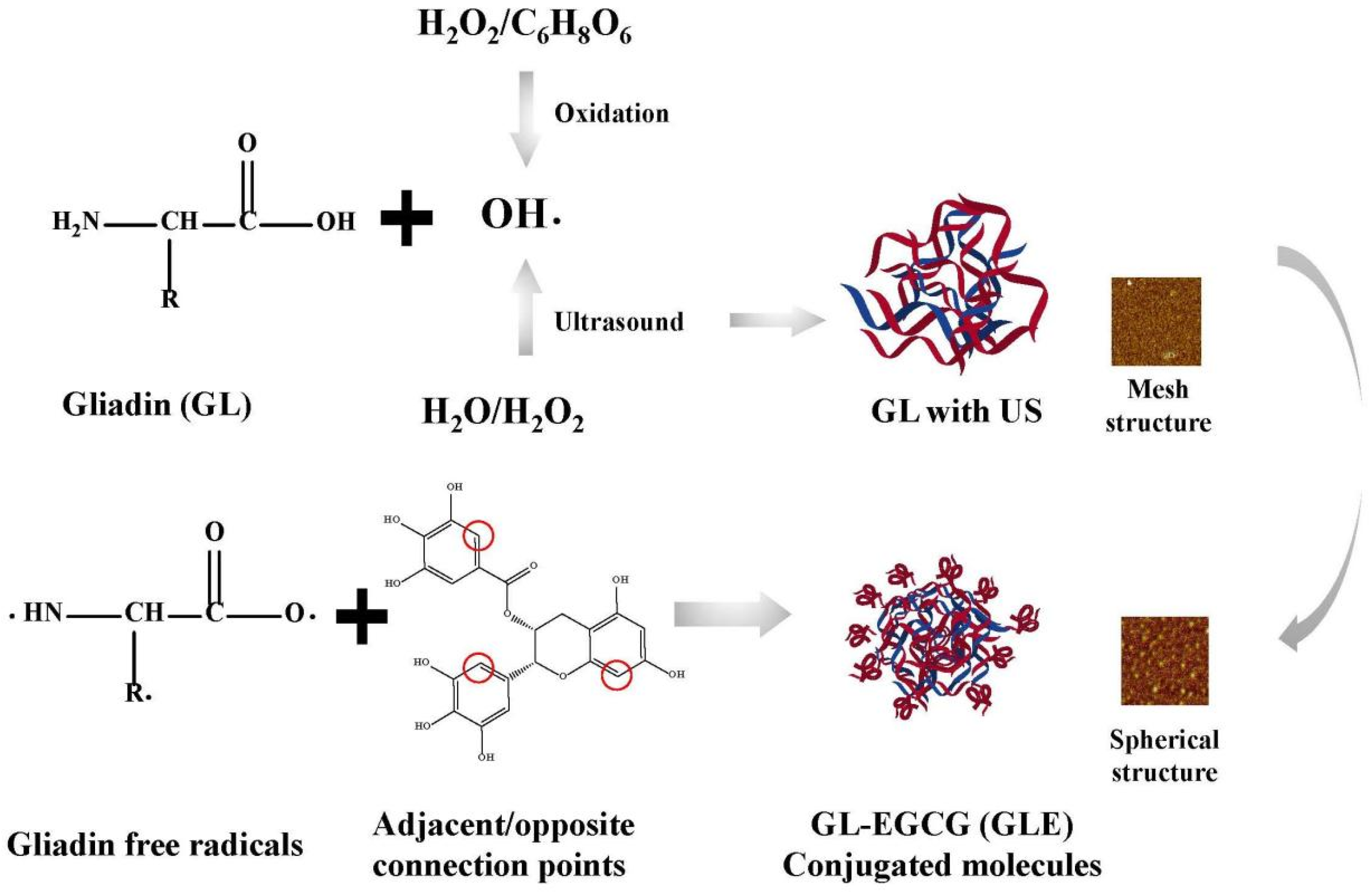 Sonochemical Effects on the Preparation, Structure and Function of ...