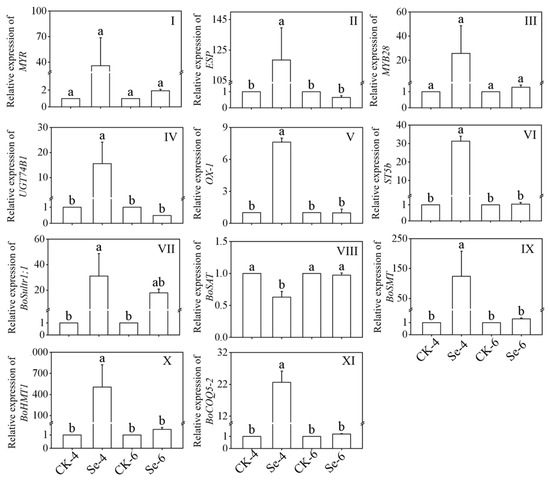 iTRAQ-Based Proteomic Analyses of Regulation of Isothiocyanate and Endogenous Selenium ...