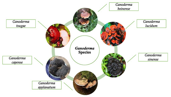 Exploring the Potential Medicinal Benefits of Ganoderma lucidum: From ...