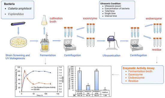 Purification and Characterization of the Enzyme Fucoidanase from ...
