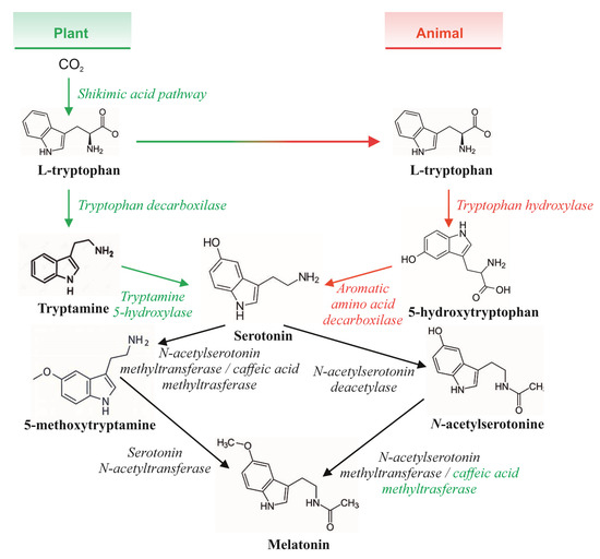 Winery By-Products as Sources of Bioactive Tryptophan, Serotonin, and ...
