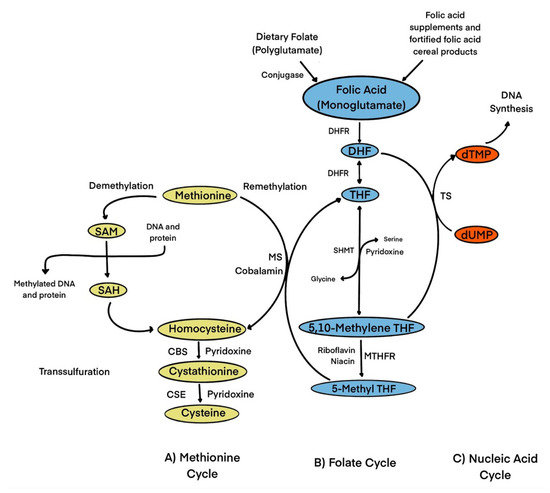 Intended and Unintended Benefits of Folic Acid Fortification—A ...