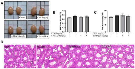Citrinin Exposure Induced Testicular Damage and Spermatogenesis ...