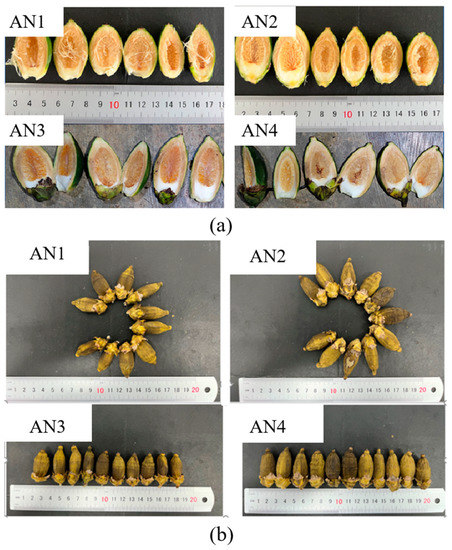 Edible Quality Analysis of Different Areca Nuts: Compositions, Texture ...