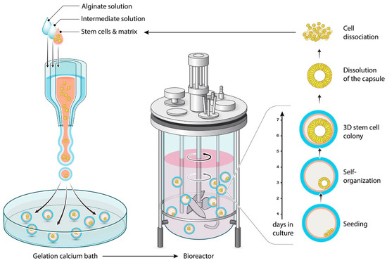 Alginate Based Core–Shell Capsules Production through Coextrusion ...
