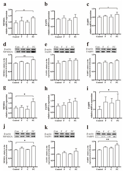 Choline and Fish Oil Can Improve Memory of Mice through Increasing ...