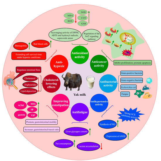 Yak Milk: Nutritional Value, Functional Activity, and Current Applications