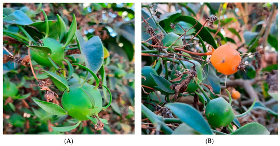 Pereskia aculeata Miller as a Novel Food Source: A Review
