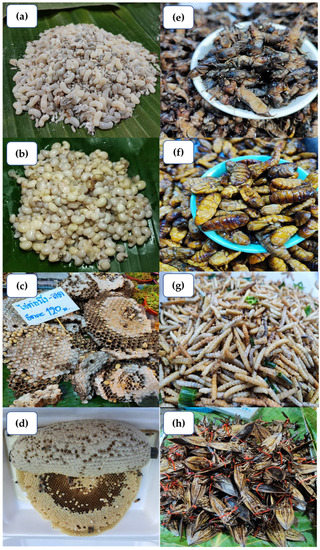 Edible Insects in Thailand: An Overview of Status, Properties ...