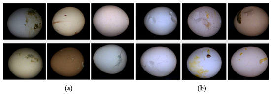 Damage Detection of Unwashed Eggs through Video and Deep Learning
