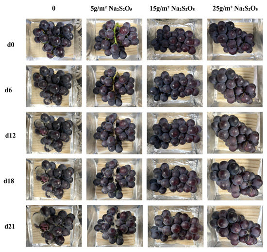 Dynamic Modulation of SO2 Atmosphere for Enhanced Fresh-Keeping of Grapes Using a Novel Starch ...