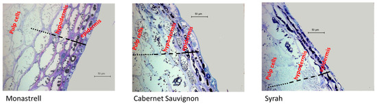 High-Power Ultrasound in Enology: Is the Outcome of This Technique ...