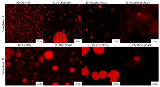 Oil-Based Double Emulsion Microcarriers for Enhanced Stability and ...