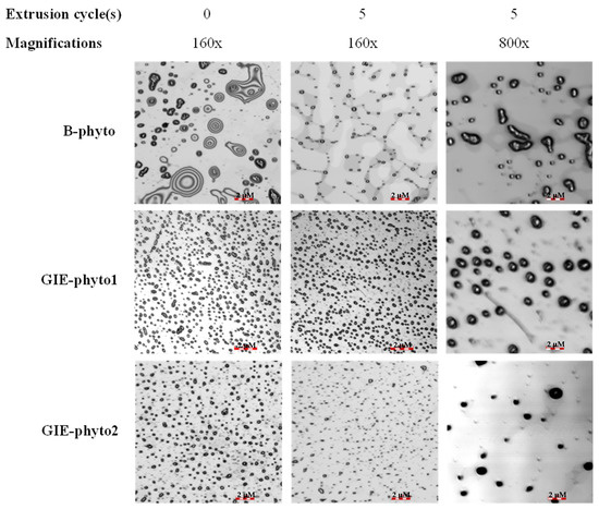 Phytosome Supplements for Delivering Gymnema inodorum Phytonutrients to ...