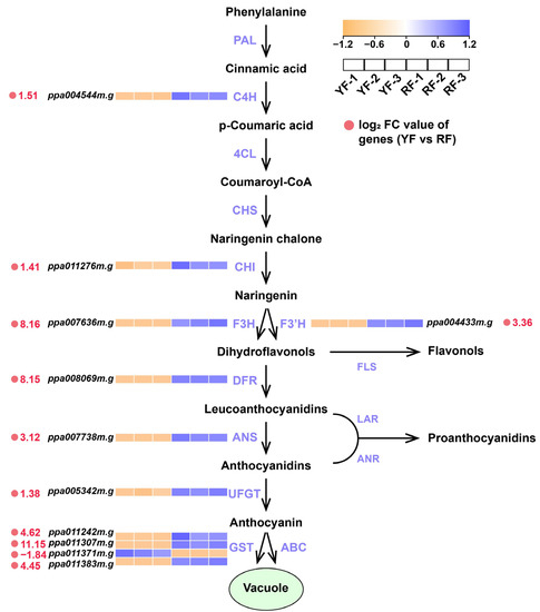 Metabolome, Plant Hormone, and Transcriptome Analyses Reveal the Mechanism of Spatial ...