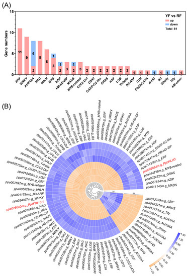 Metabolome, Plant Hormone, and Transcriptome Analyses Reveal the Mechanism of Spatial ...