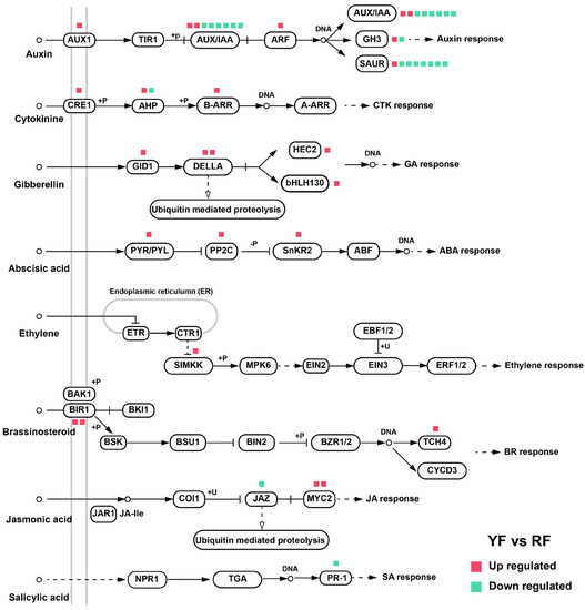 Metabolome, Plant Hormone, and Transcriptome Analyses Reveal the ...