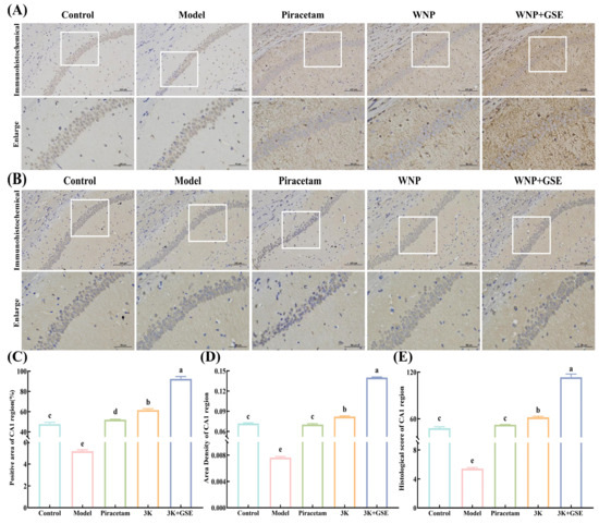 Synergistic Effect of Combined Walnut Peptide and Ginseng Extracts on ...
