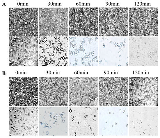 Pickering Emulsion Stabilized by β-Cyclodextrin and Cinnamaldehyde/β ...
