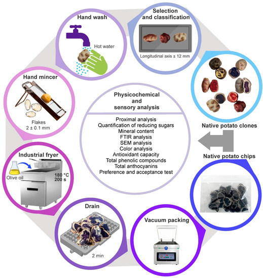 Bioactive Compounds and Sensory Quality in Chips of Native Potato ...