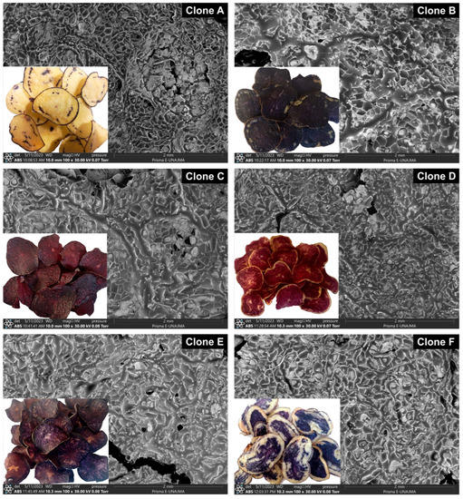 Bioactive Compounds and Sensory Quality in Chips of Native Potato ...