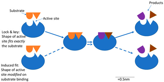 Applications of Enzyme Technology to Enhance Transition to Plant ...