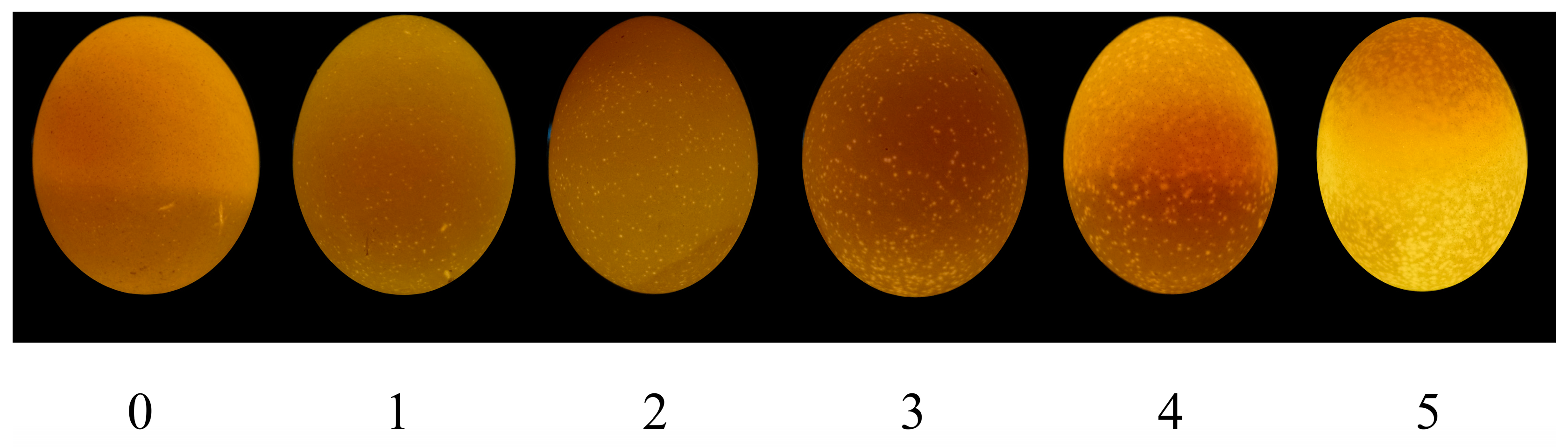 A Method to Reduce the Occurrence of Egg Translucency and Its Effect on Bacterial Invasion