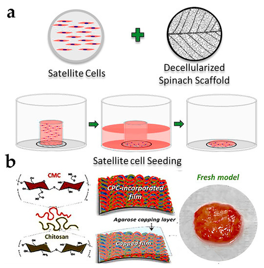 An Overview of Recent Progress in Engineering Three-Dimensional Scaffolds for Cultured Meat ...