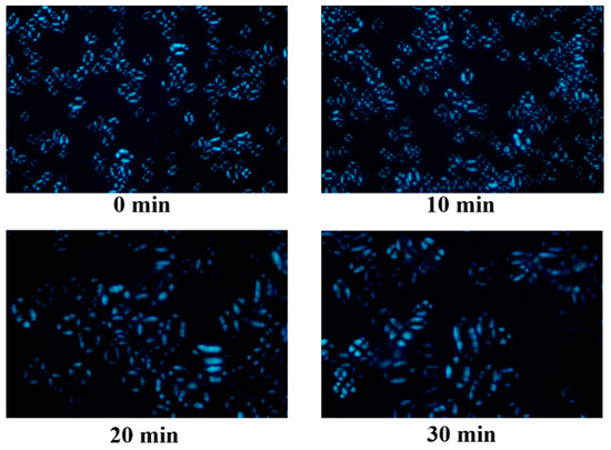 Effect of Ultrasonic Treatment on Structure and Physicochemical ...