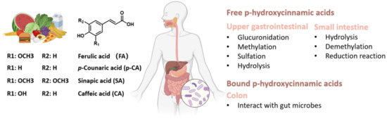 Biological Activities of p-Hydroxycinnamic Acids in Maintaining Gut ...
